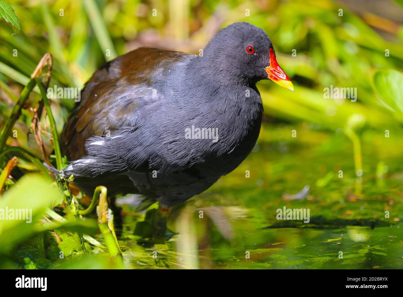 Adult common moorhen, gallinula chloropus standing in shallow water ...
