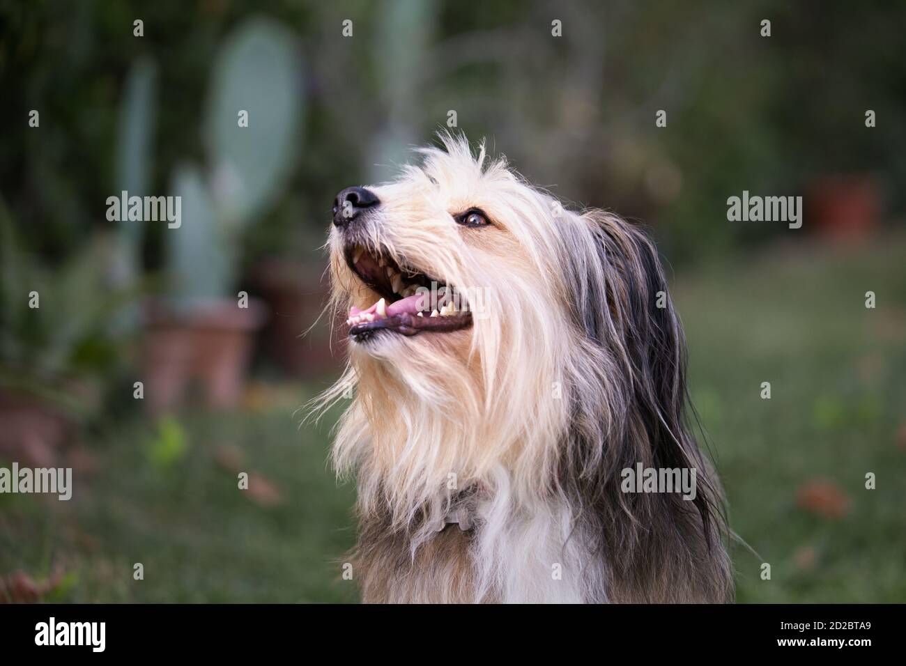 portrait of a smiling fluffy dog outdoor Stock Photo - Alamy