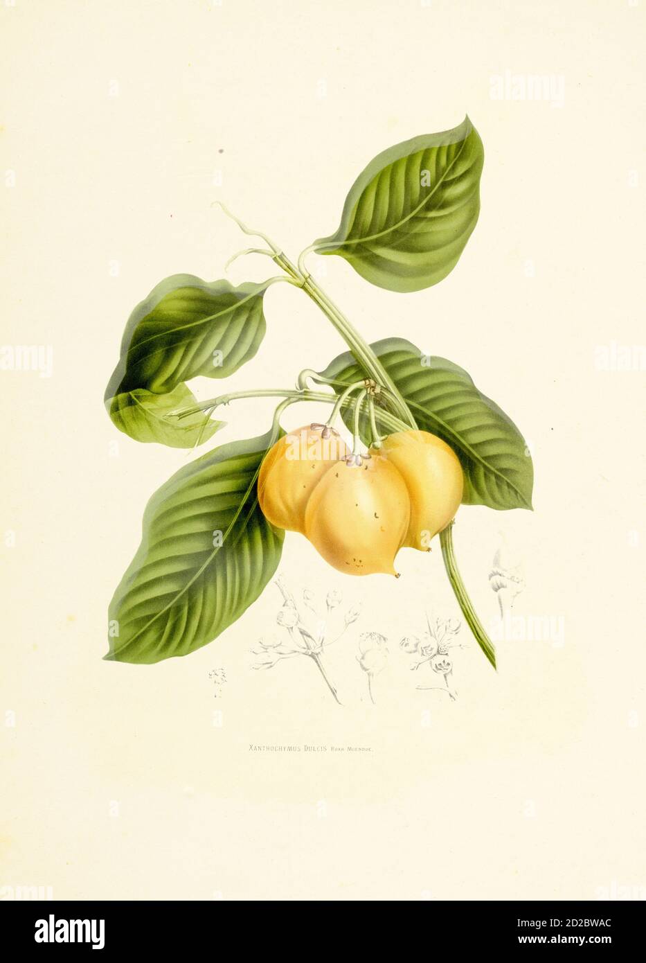 Rata fruit hi-res stock photography and images - Alamy