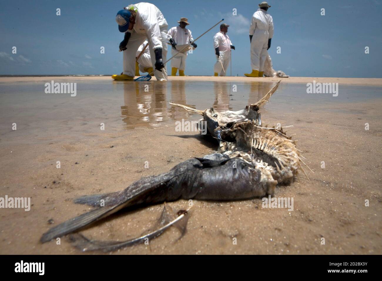 Bp oil spill fish hi-res stock photography and images - Alamy
