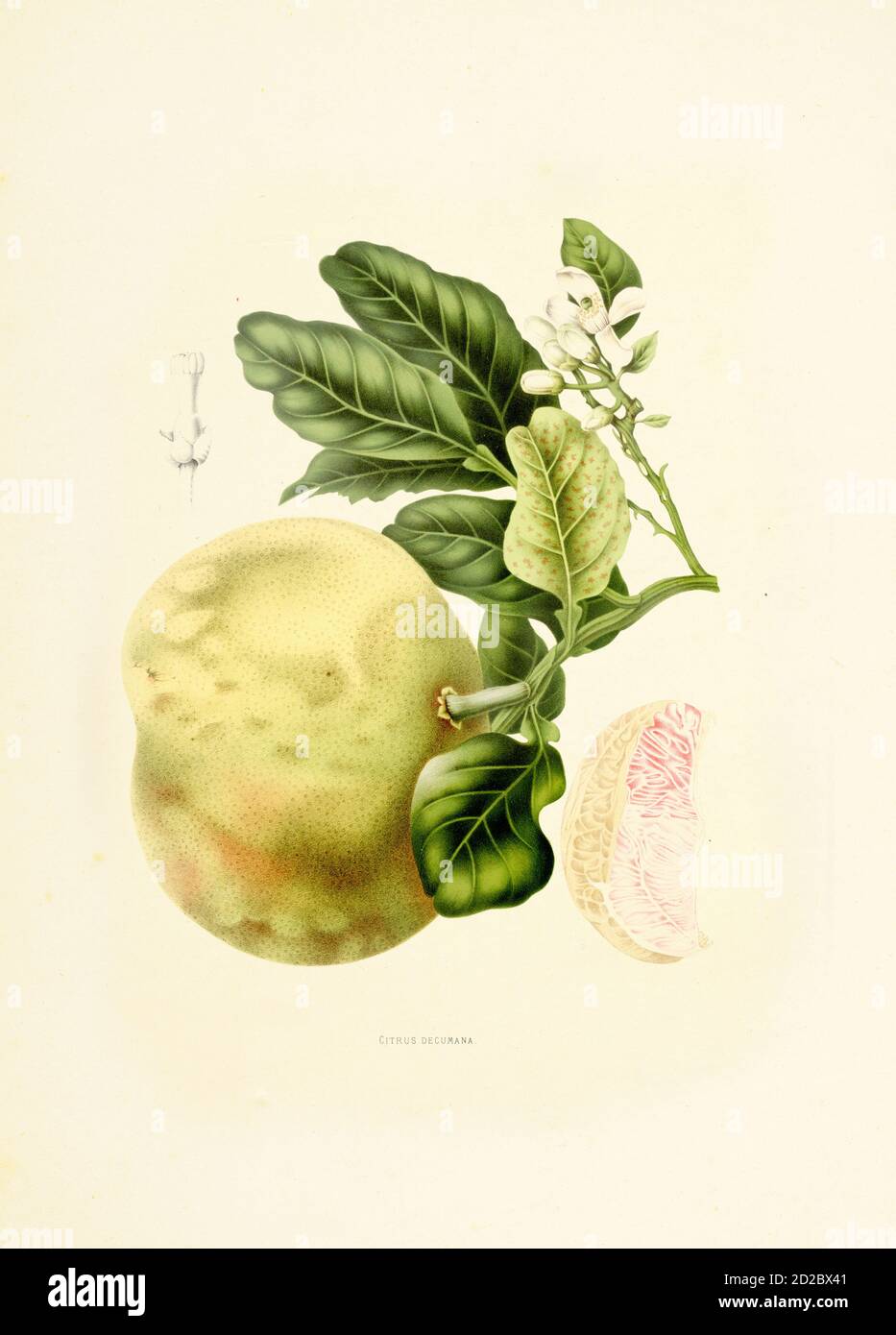 Victorian fruit illustration hi-res stock photography and images - Alamy