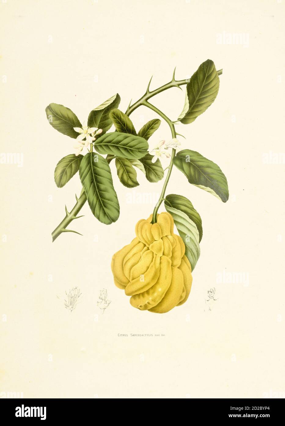 Antique 19th-century illustration of a citrus medica var. sarcodactylis ...
