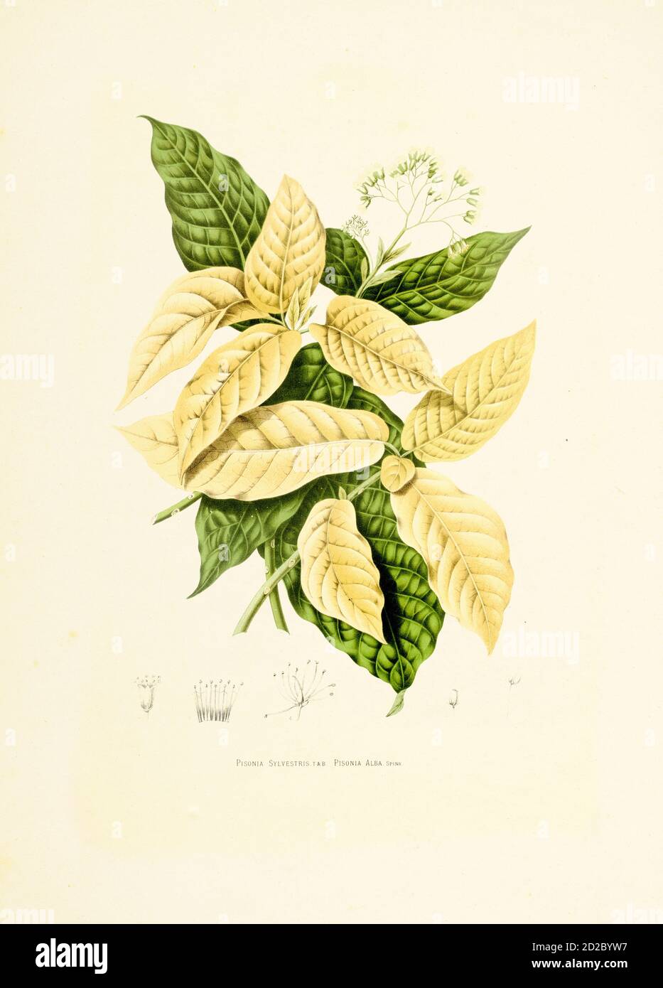 Antique illustration of a pisonia grandis (also known as pisonia ...
