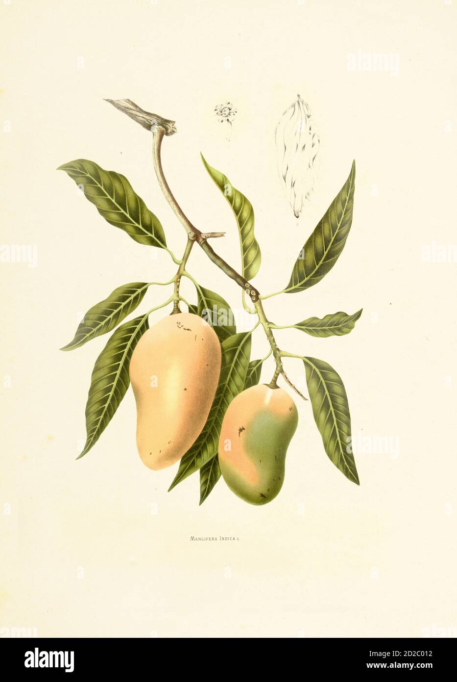 Antique 19th-century engraving of a mangifera indica, also known as ... Antique 19th-century engraving of a mangifera indica, also known as ...