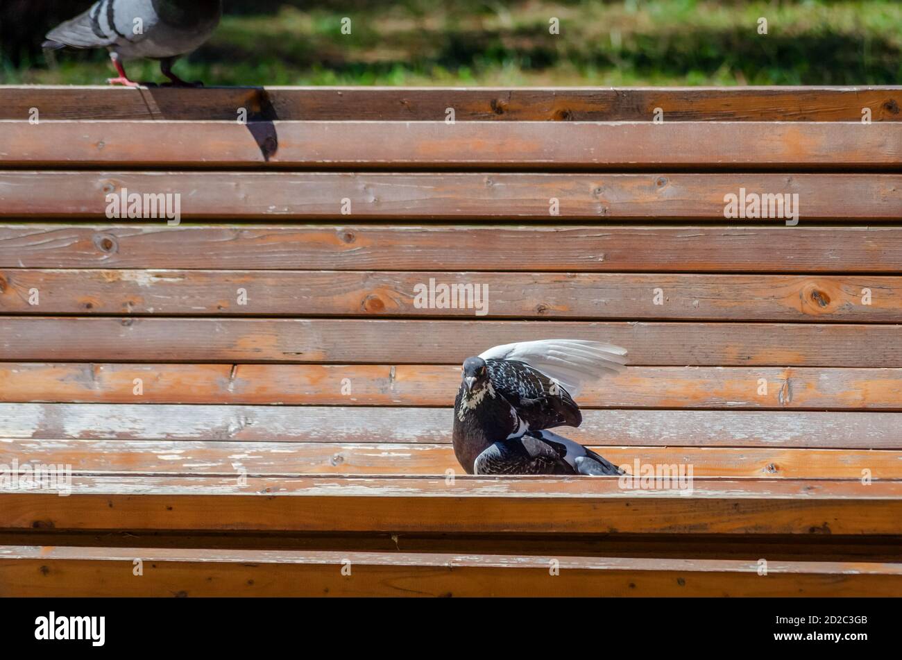 Carrier pigeon camera hi-res stock photography and images - Alamy