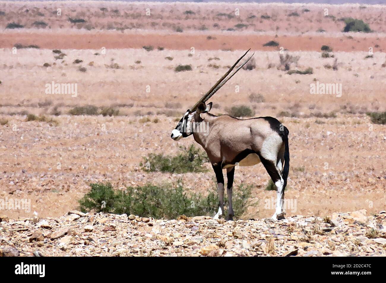 Namibian desert africa gemsbok hi-res stock photography and images - Alamy