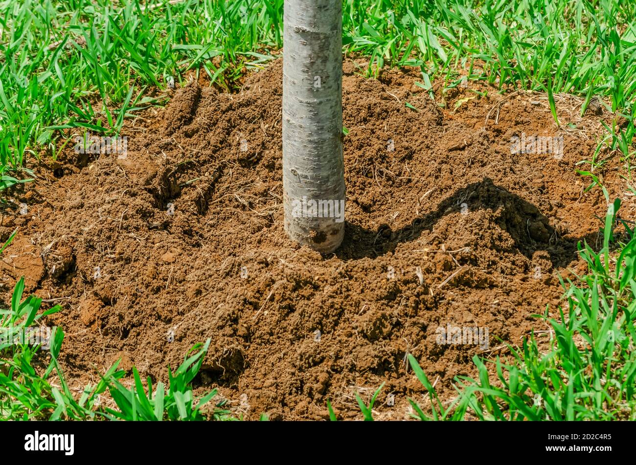 Concept of tree planting, environment and ecology. Newly planted tree ...