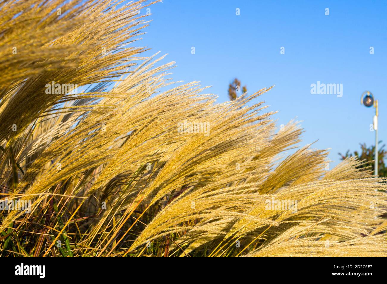Chinese Silver Grass, Maiden Grass, Miscanthus chinese, Miscanthus ...