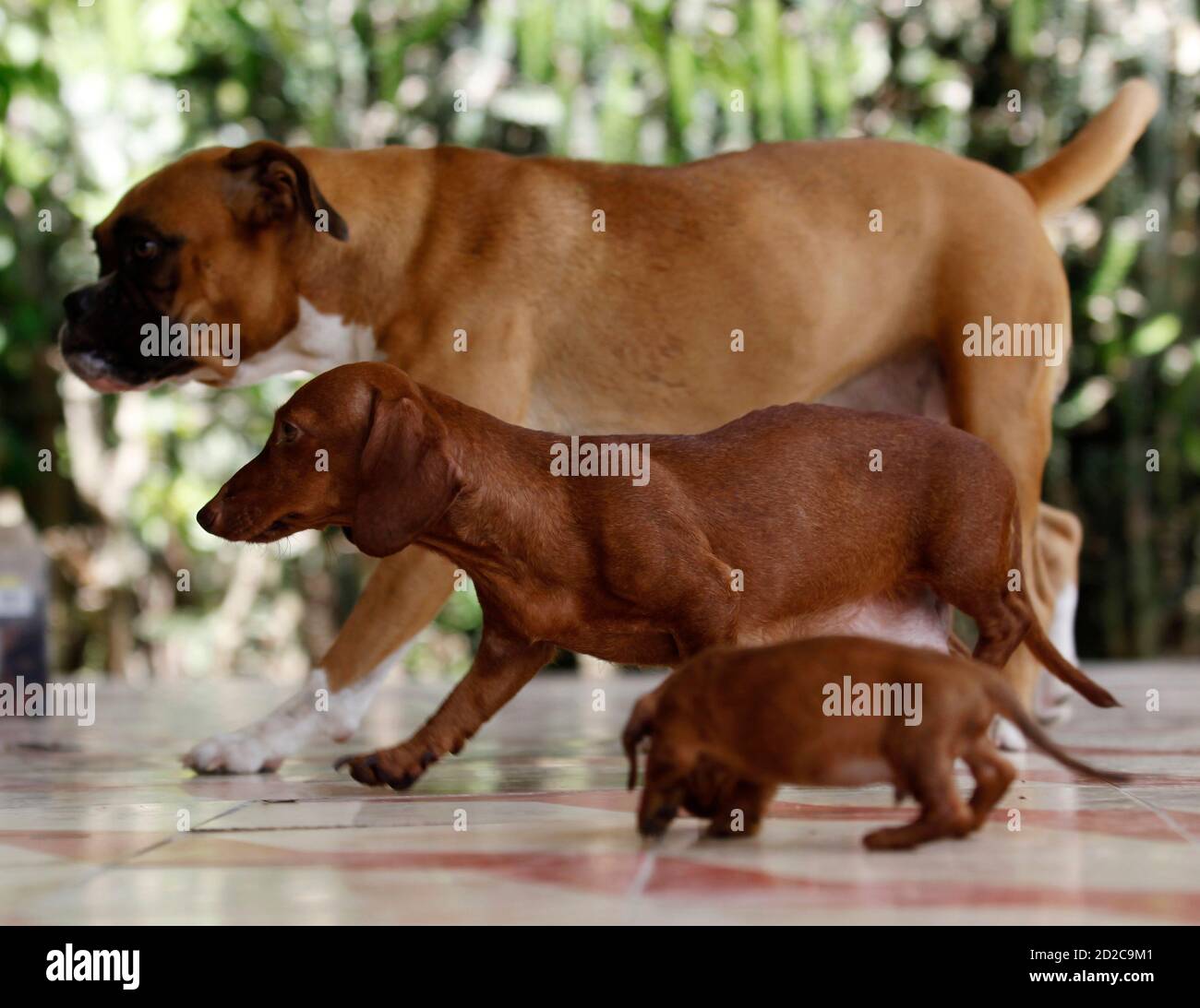 Boxer dog on a walk hi-res stock photography and images - Alamy