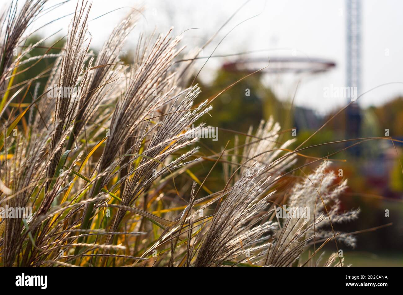 Chinese Silver Grass, Maiden Grass, Miscanthus chinese, Miscanthus ...