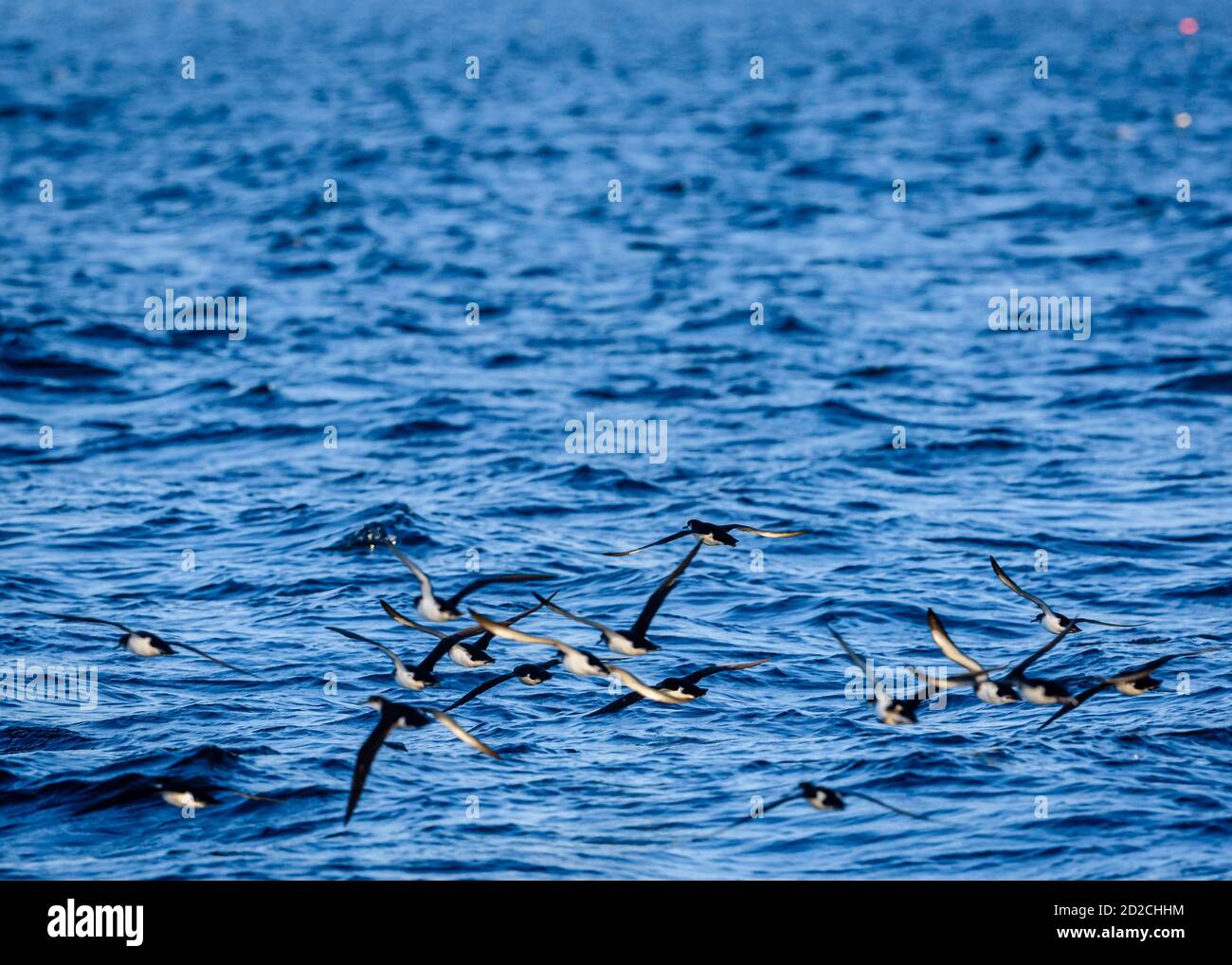 The Manx shearwater is a medium-sized shearwater in the seabird family ...