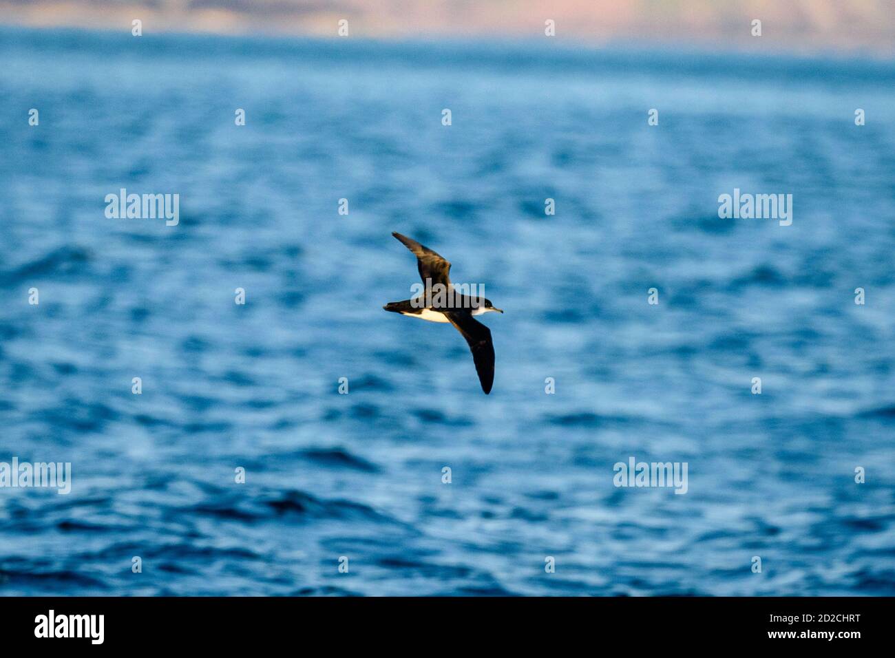 The Manx shearwater is a medium-sized shearwater in the seabird family ...