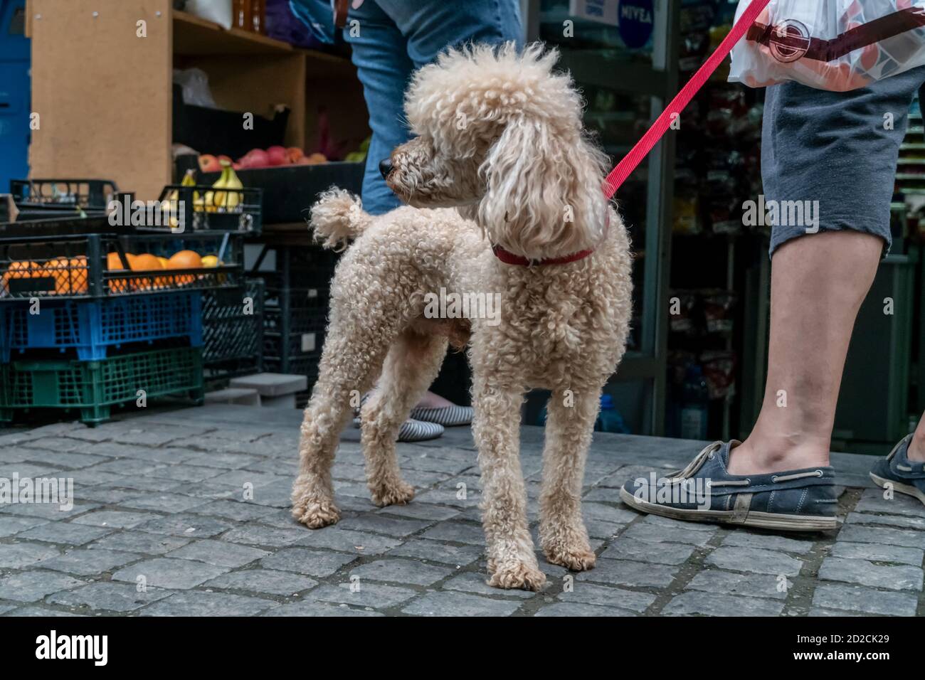 Cute white poodle with a red leash near the owner near the rack with ...