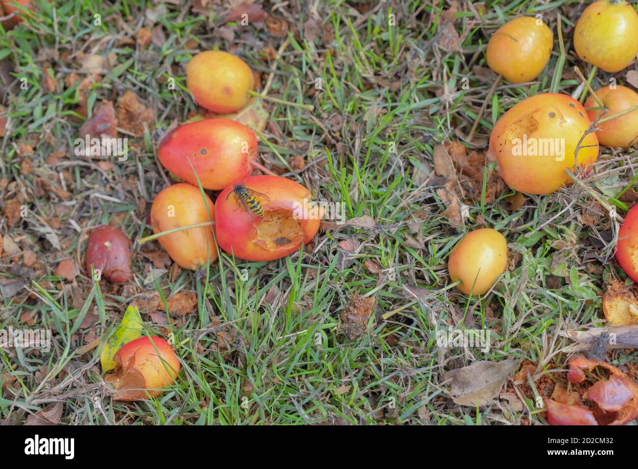 Fruit decomposition hi-res stock photography and images - Alamy