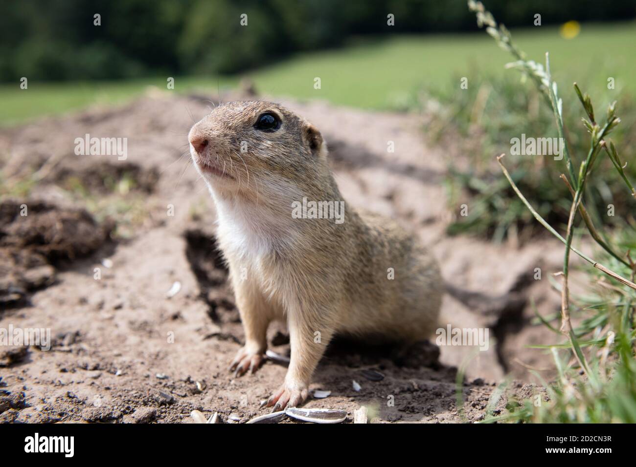 European ground squirrel munching on grass in a field at Muran plain ...