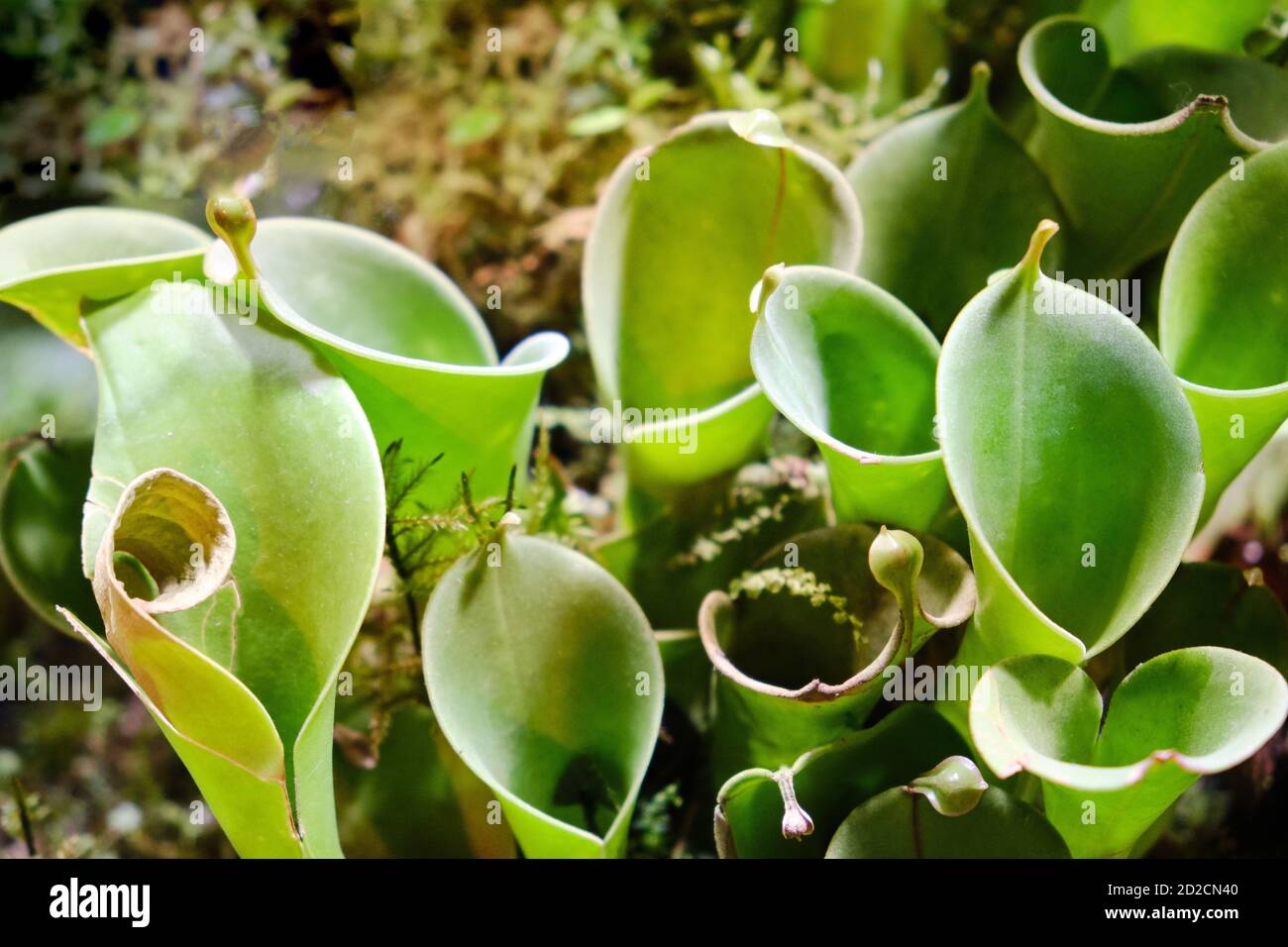 Florarium is a composition of living plants in water. The glass ...