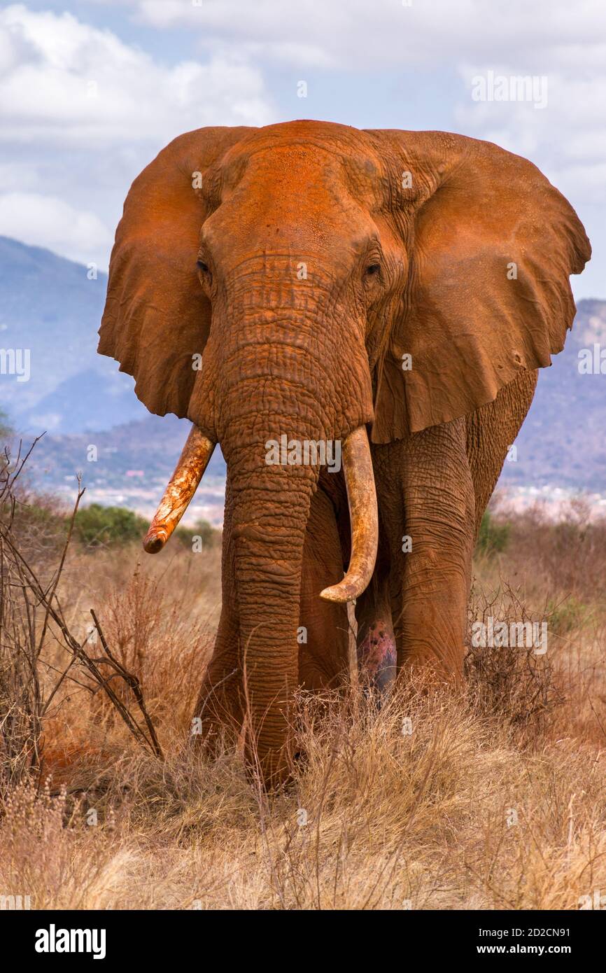 An adult African bush elephant (loxodonta africana) standing in open ...