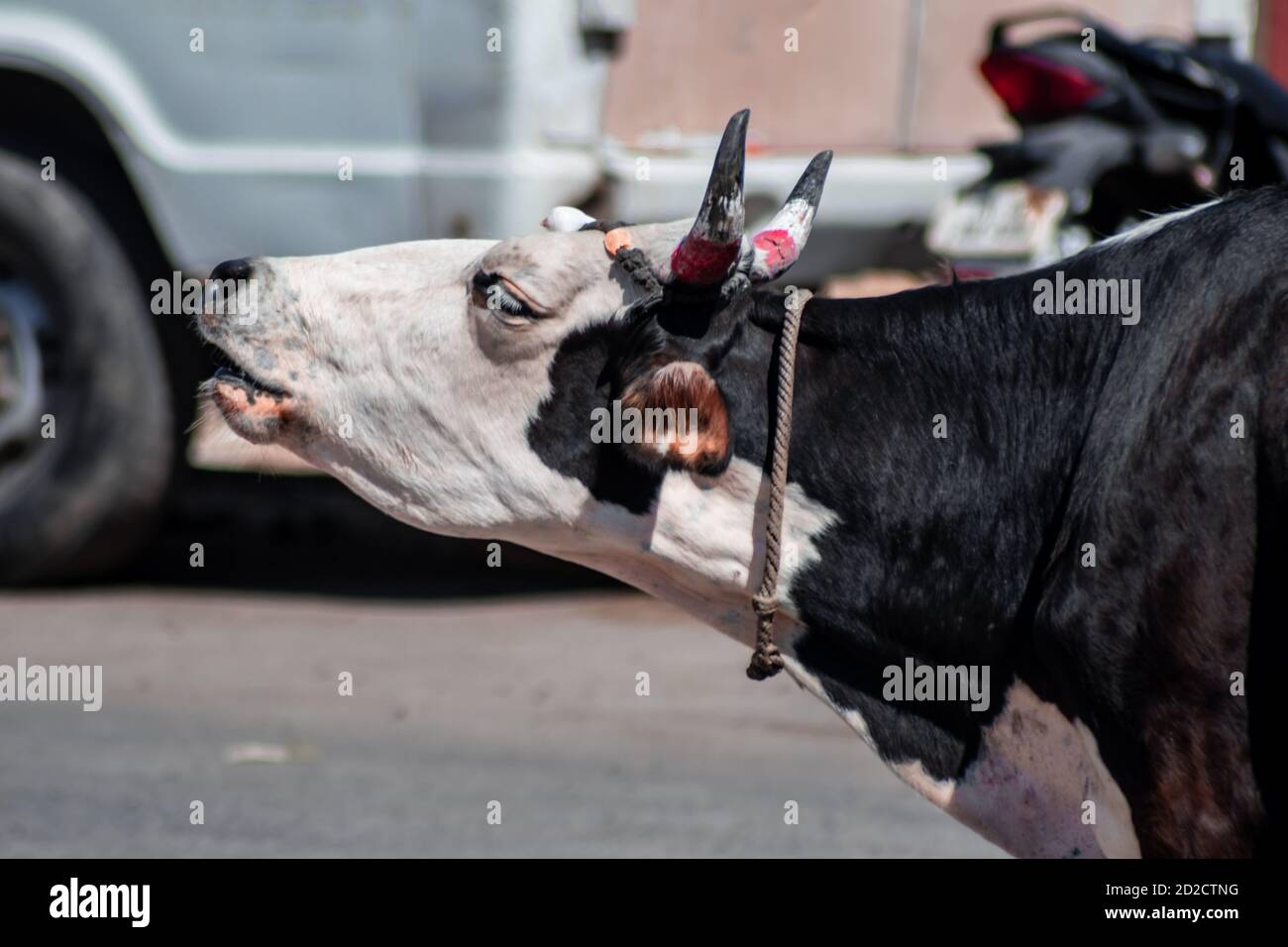 A black and white cow with red painted horns mooing in the streets of ...