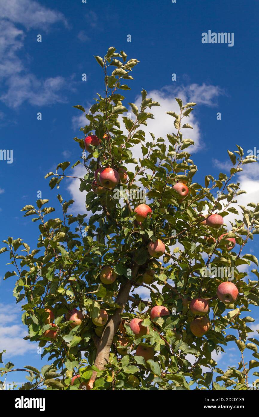Apple tree full of Fuji apples ready to harvest Stock Photo - Alamy