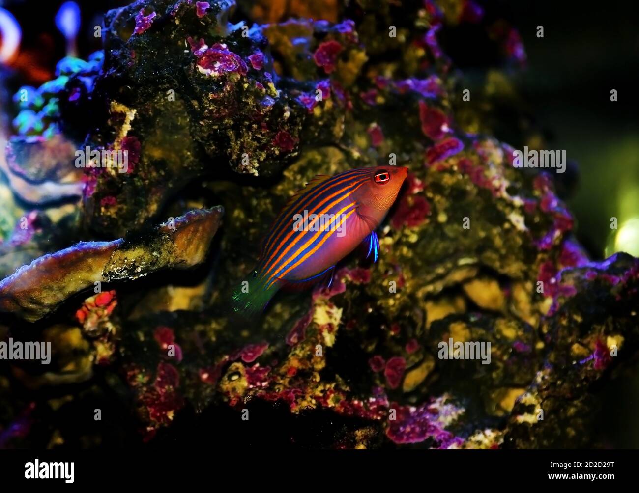 Six-line wrasse - Pseudocheilinus hexataenia Stock Photo - Alamy
