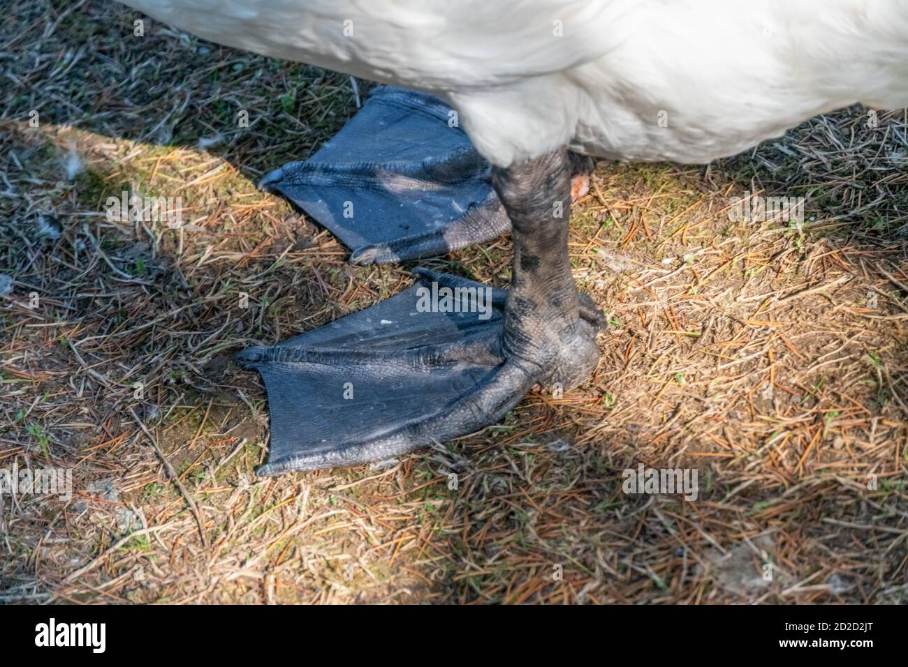Swan foot grass hi-res stock photography and images - Alamy