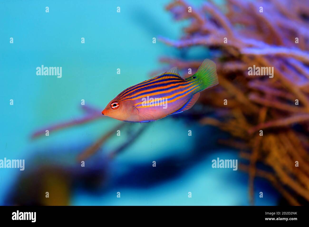 Six-line wrasse - Pseudocheilinus hexataenia Stock Photo - Alamy