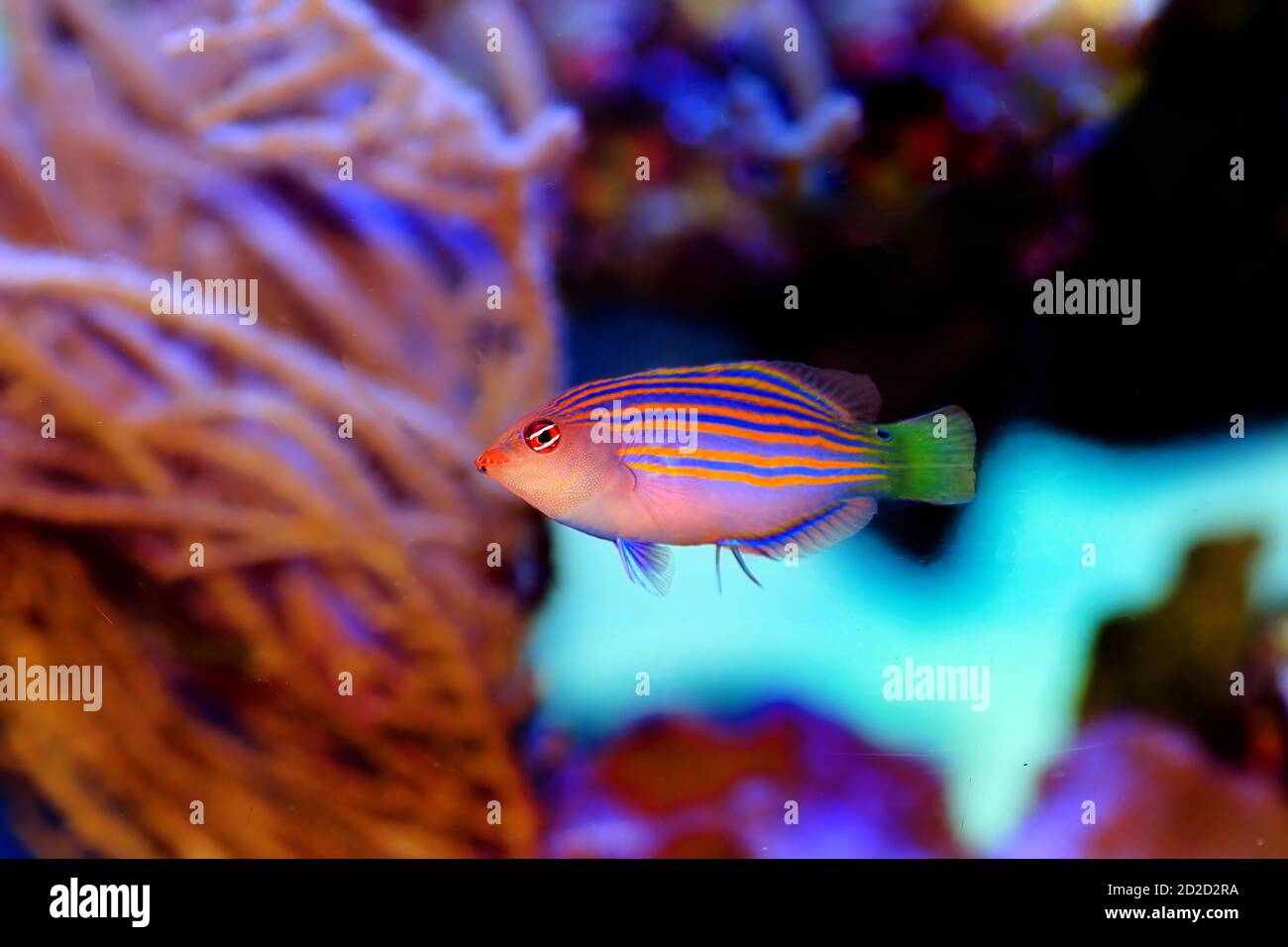 Six-line wrasse - Pseudocheilinus hexataenia Stock Photo - Alamy