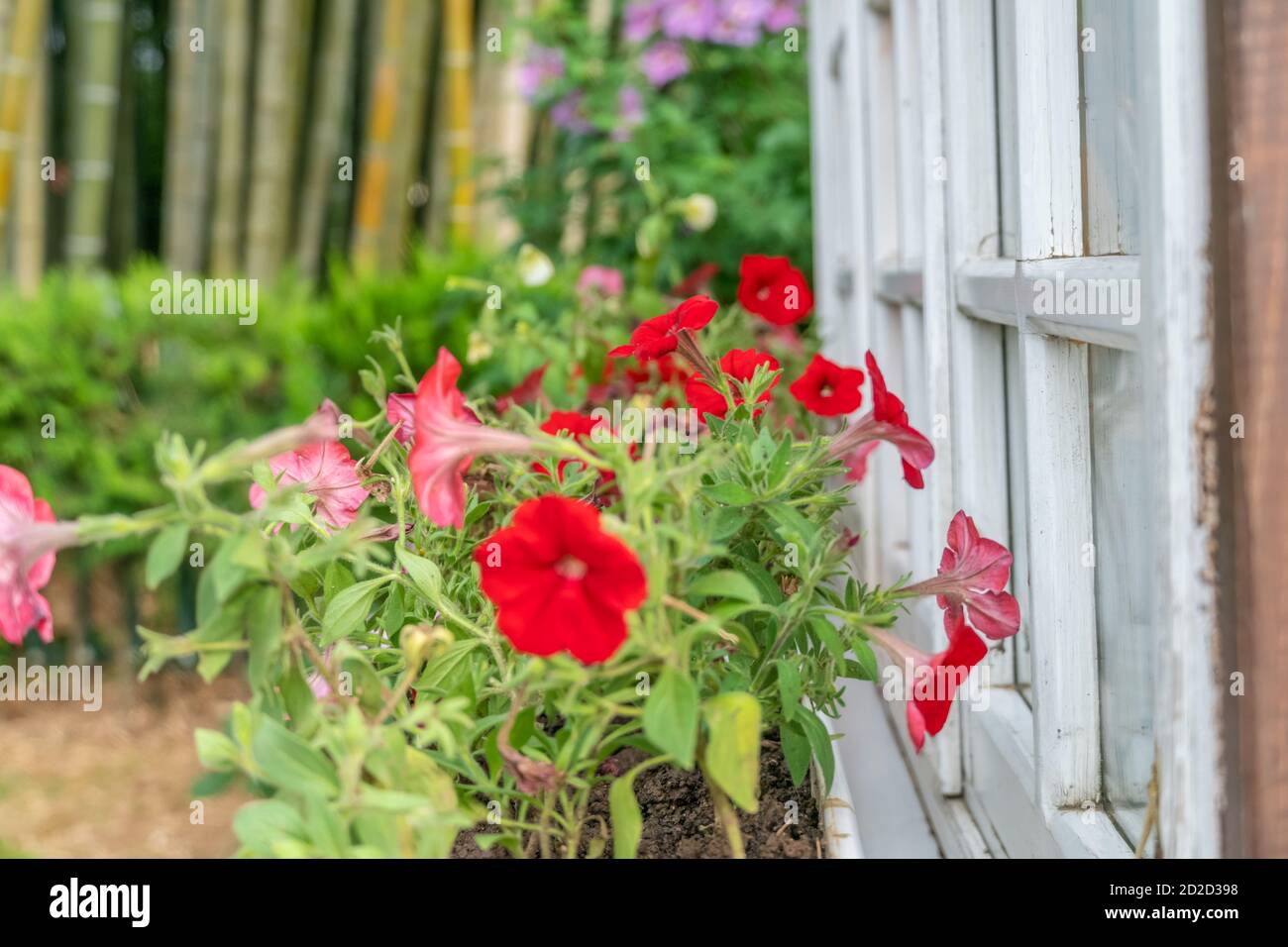 Beautiful bright summer flowers are on the windowsill of a white wooden ...