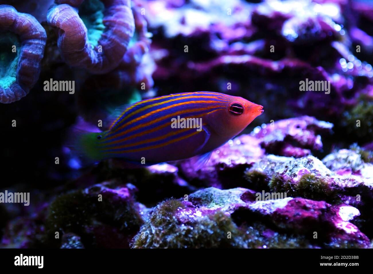 Six-line wrasse - Pseudocheilinus hexataenia Stock Photo - Alamy