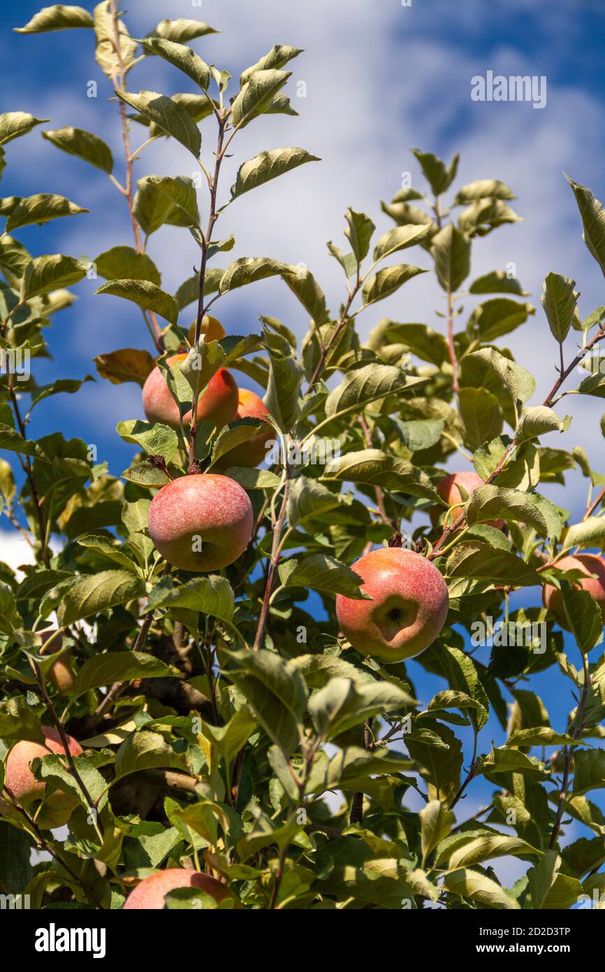 Apple tree full of Fuji apples ready to harvest Stock Photo - Alamy