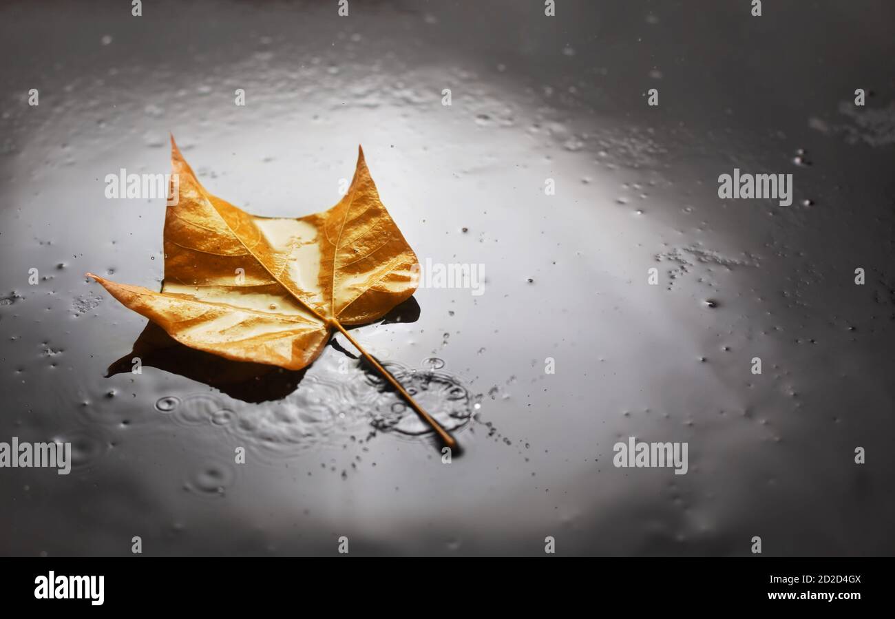 Yellow wet autumn leaf on the wet black background with copy space ...