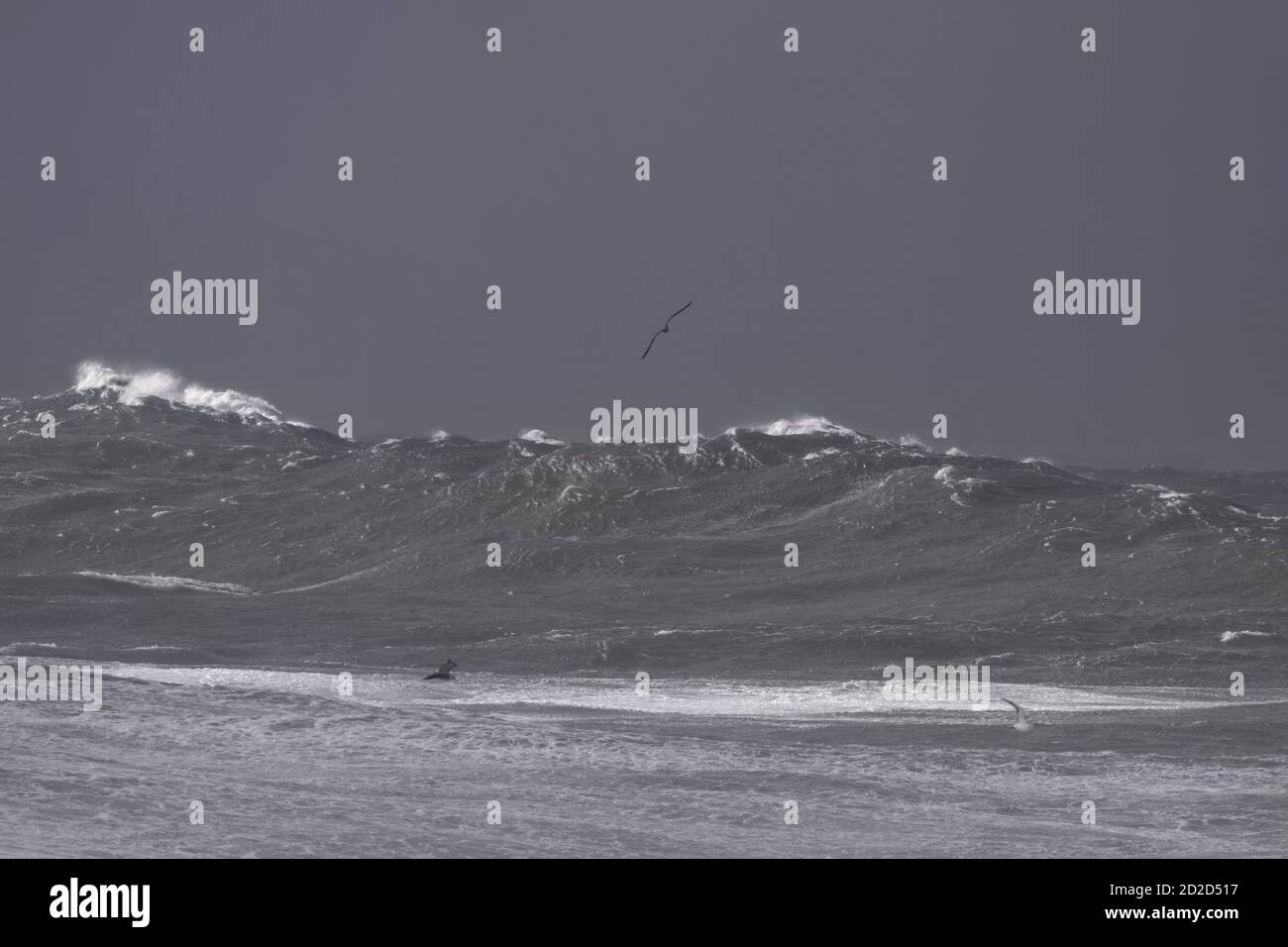 Winter seascape with Atlantic huge waves. Portuguese northern coast ...