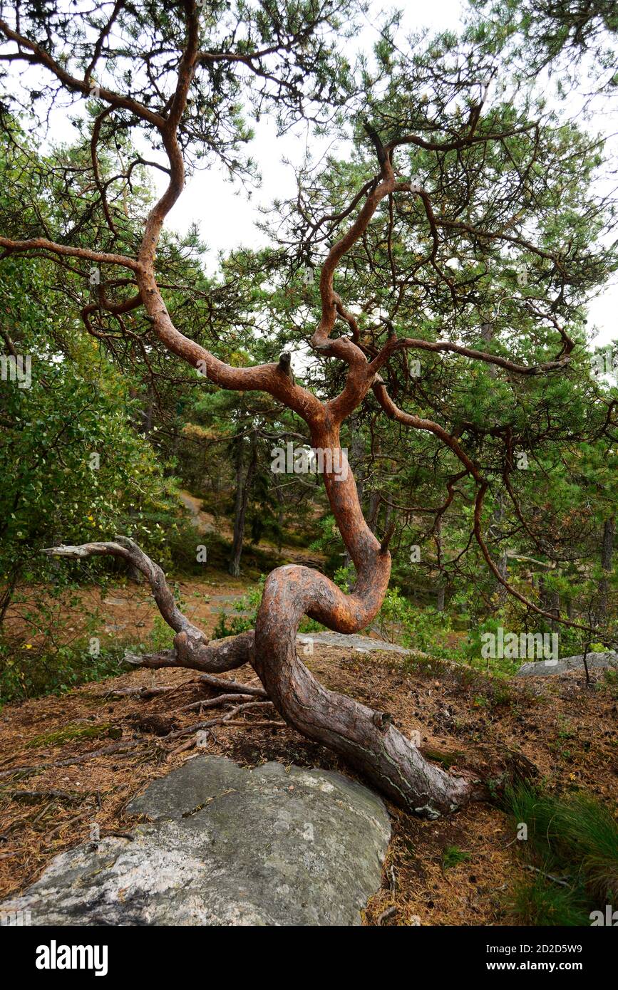 Crooked pine tree hi-res stock photography and images - Alamy