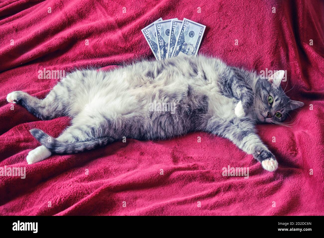 A grey cat is lying in a red bed with money in us dollars. Fat cat with ...