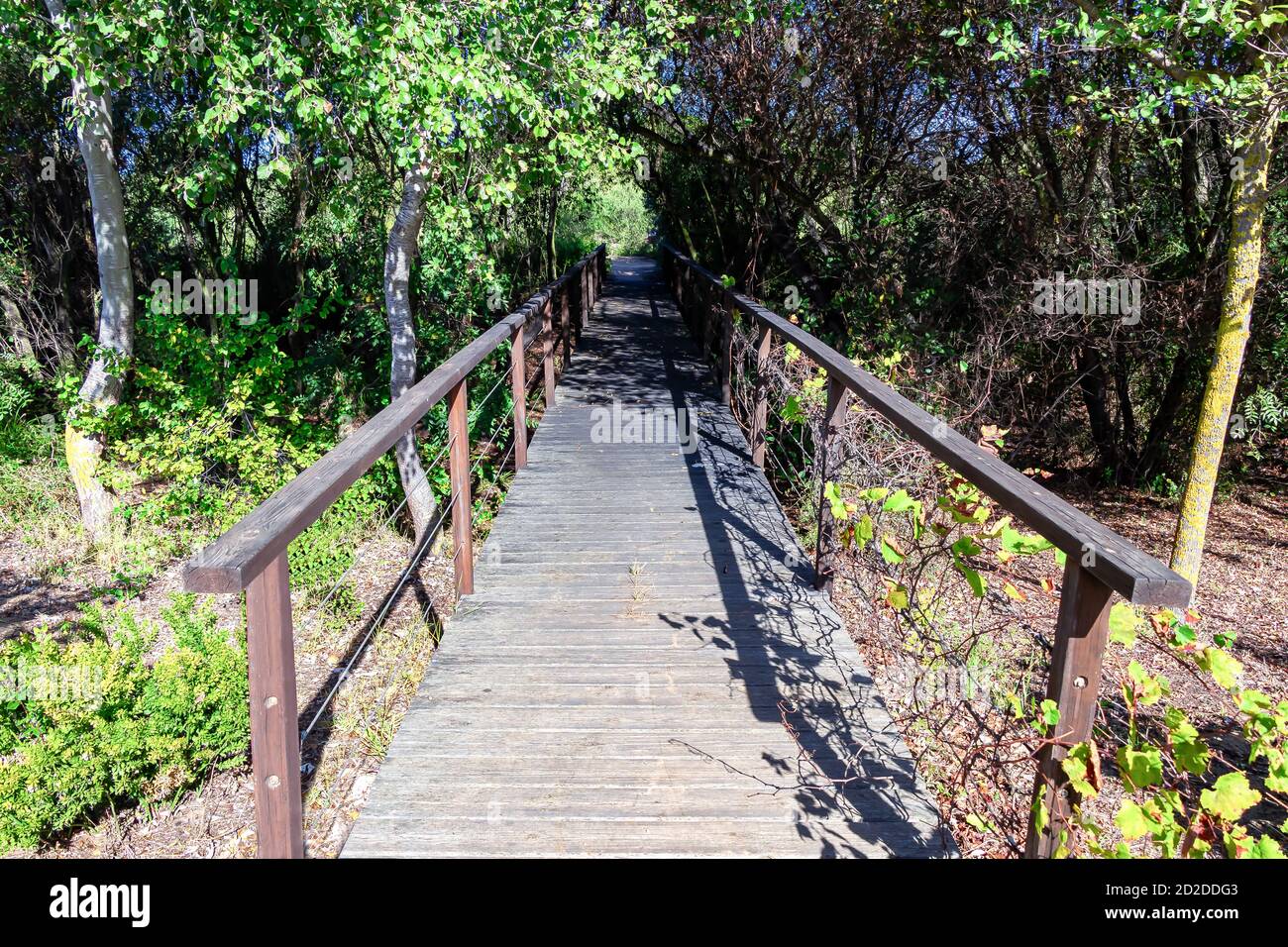 Wooden elevated pathway in woodland nature park Stock Photo - Alamy