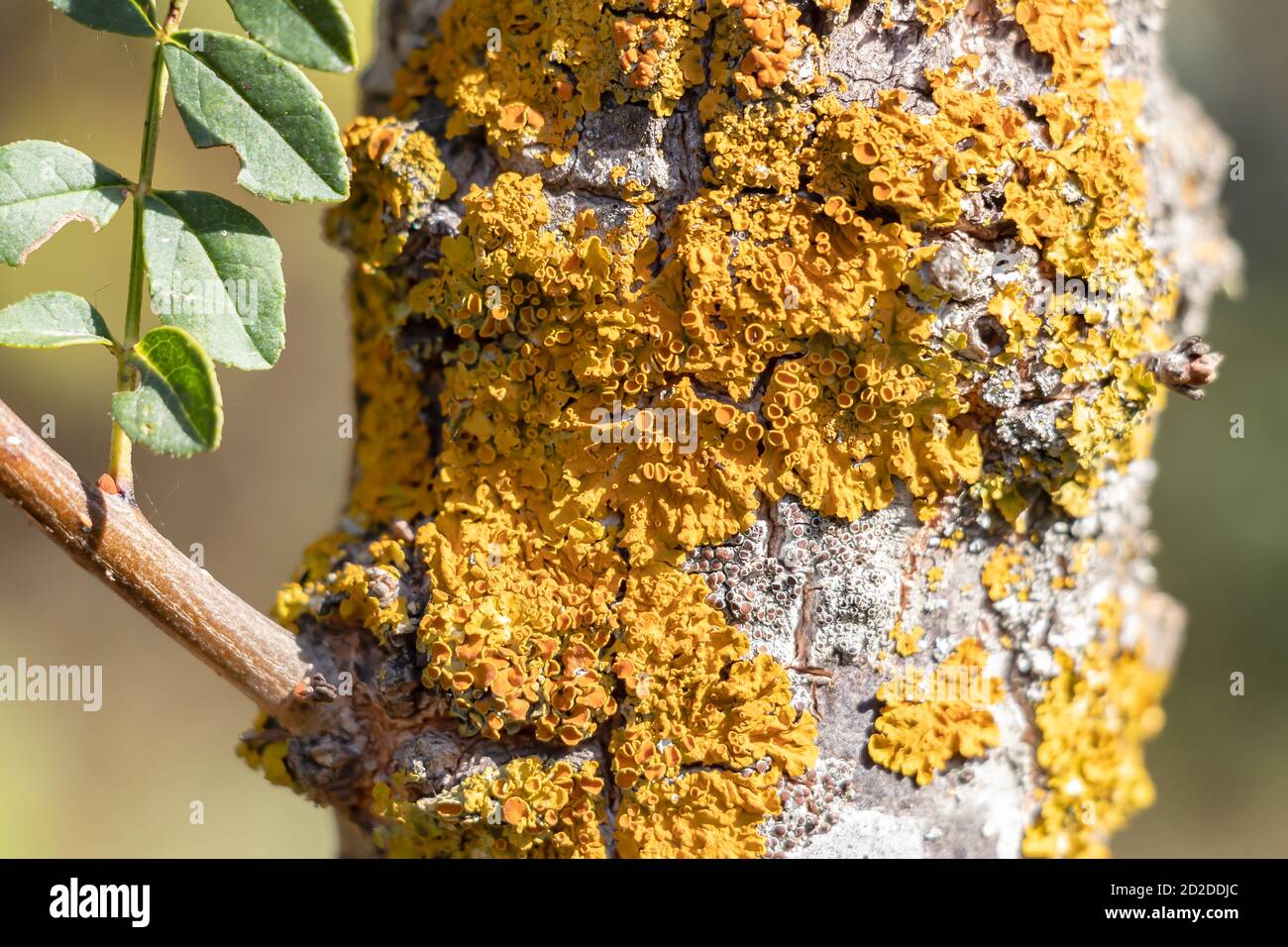Yellow tree fungi hi-res stock photography and images - Alamy