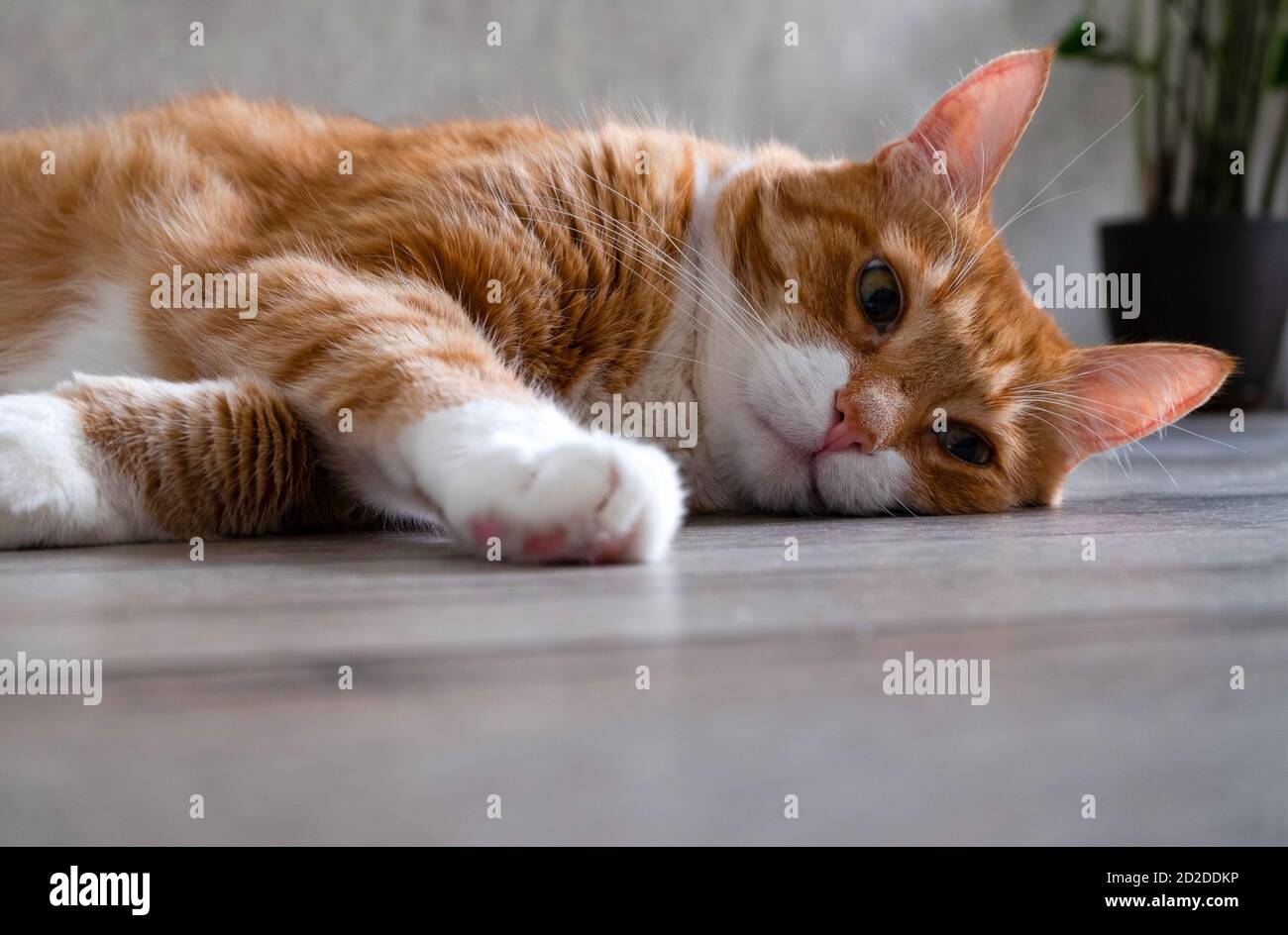 Sad sleepy red-haired pet cat lies on the floor of a natural tree Stock ...