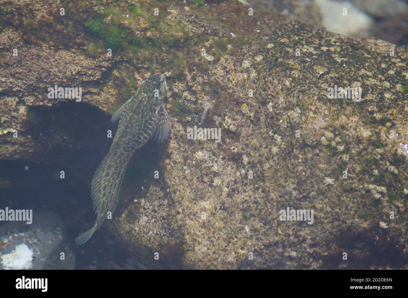 Rock-pool blenny Parablennius parvicornis in a pool. Arinaga. Aguimes ...