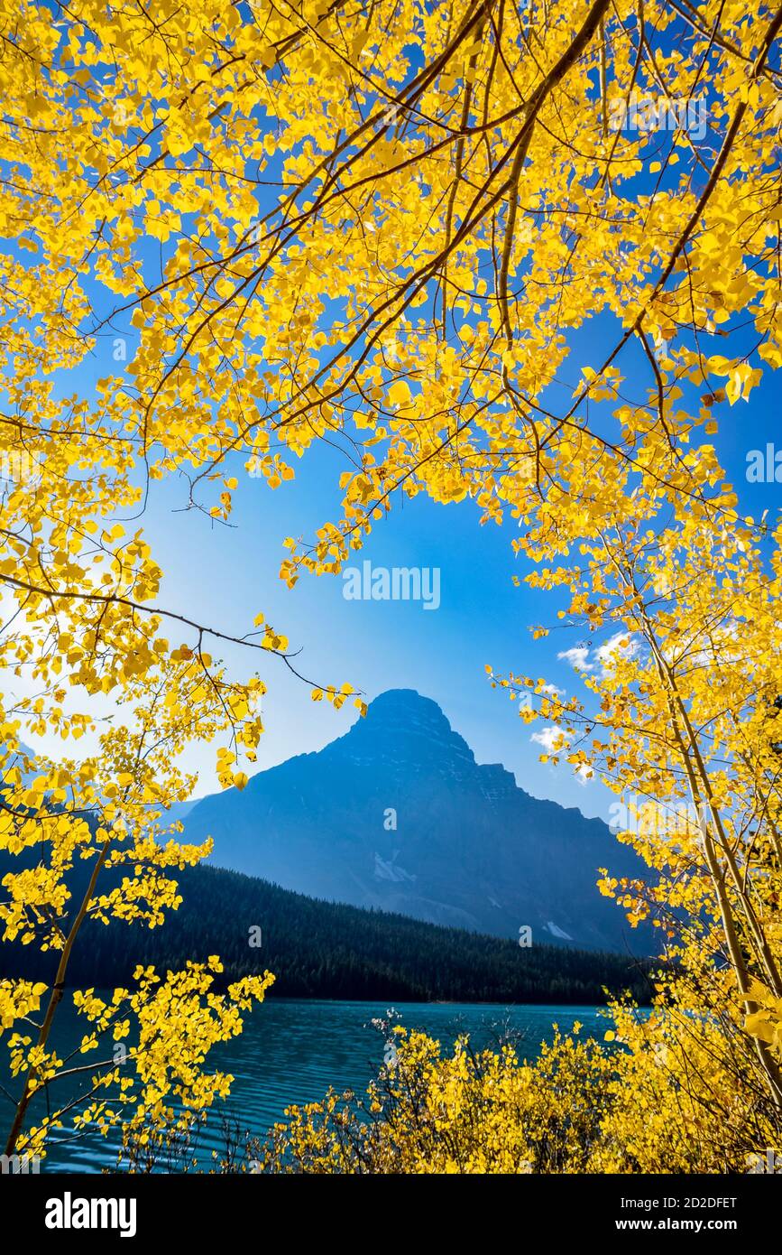 Yellow leaves, Aspen trees, Autumn, Waterfowl Lake, Banff National Park ...