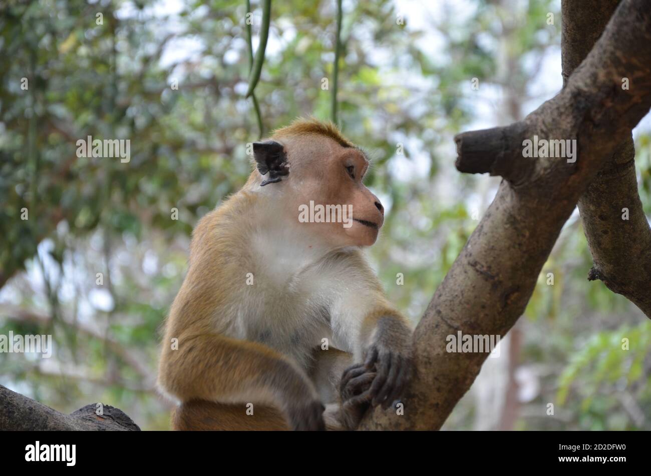 Closeup portrait of a cute Toque macaque monkey on a tree branch Stock ...