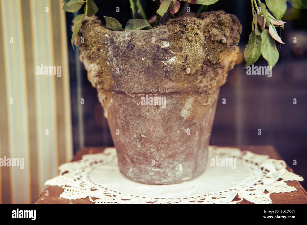 Dirty flower pot hi-res stock photography and images - Alamy