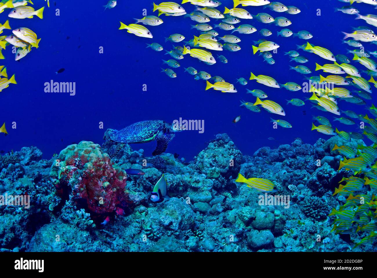 Green sea turtle at cleaning station, cloud of reef fish above, at New ...