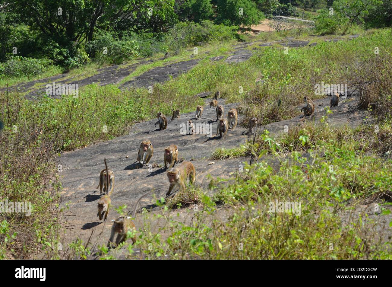 Group of Toque macaque monkeys walking through a grassy area in Sri ...