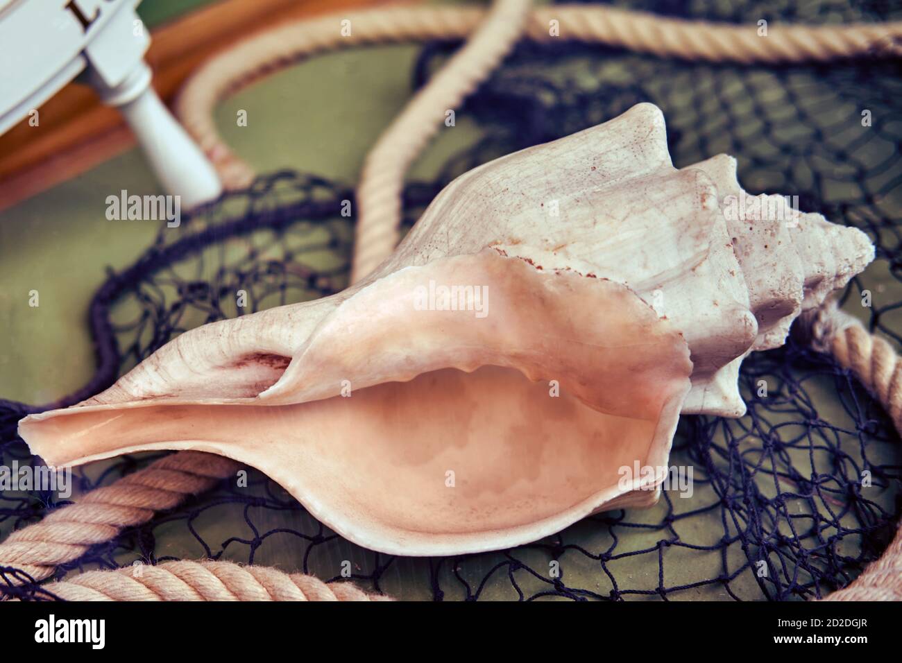 Marine large clam shell in fishing net and ship rope Stock Photo - Alamy