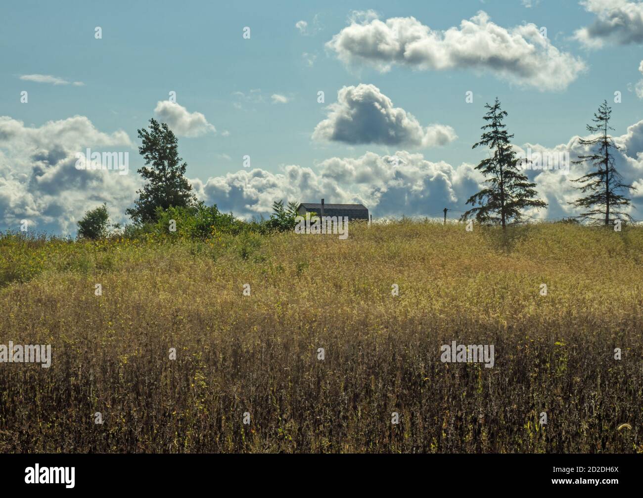 Overgrowth on a building hi-res stock photography and images - Alamy