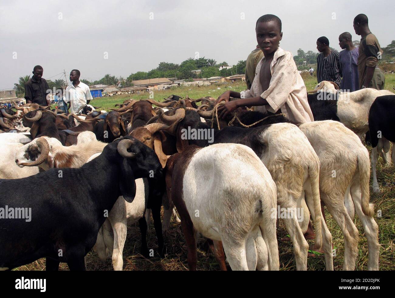 Abraham and sheep hi-res stock photography and images - Alamy