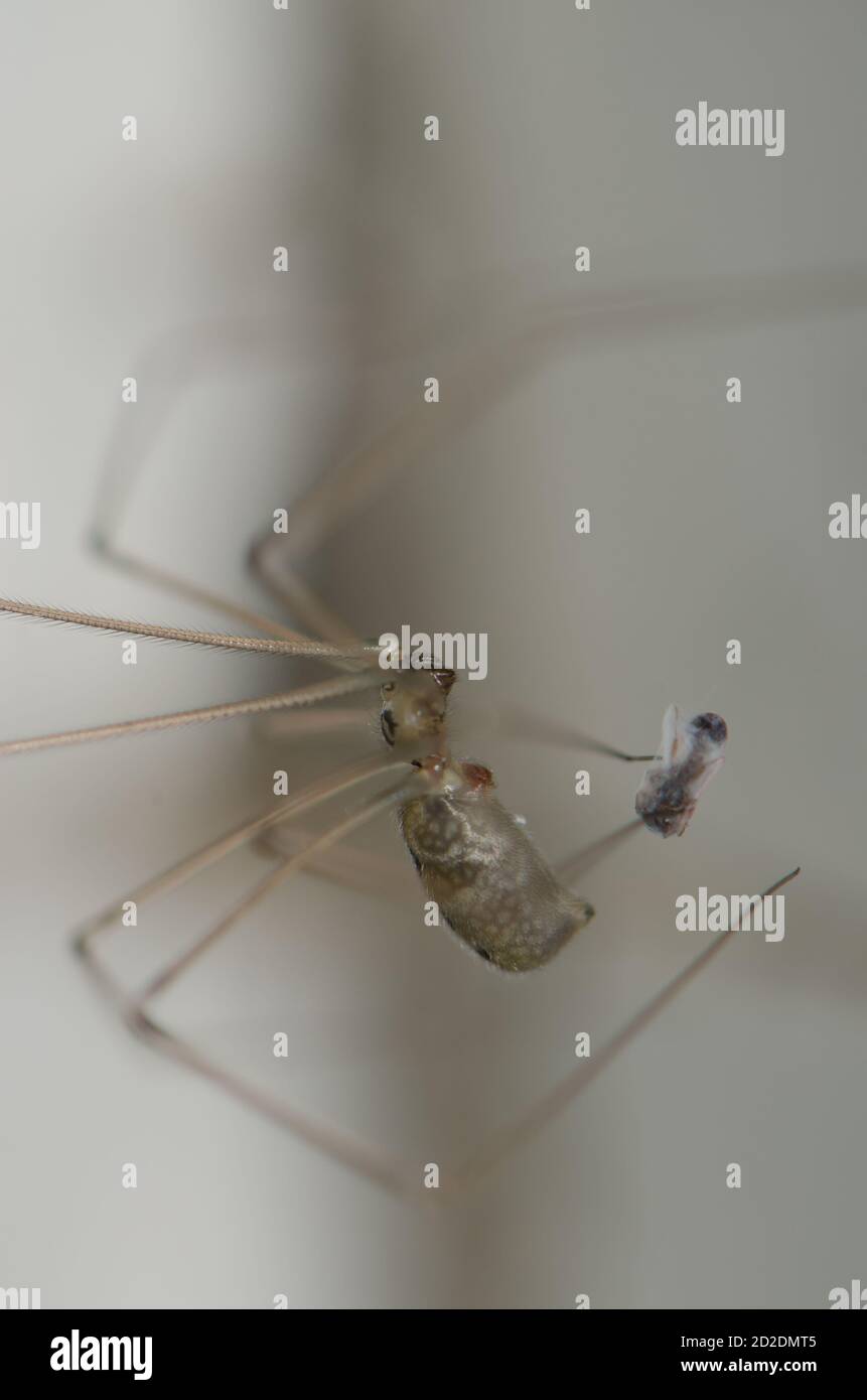 Daddy long-legs spider Pholcus phalangioides encasing a prey in silk ...