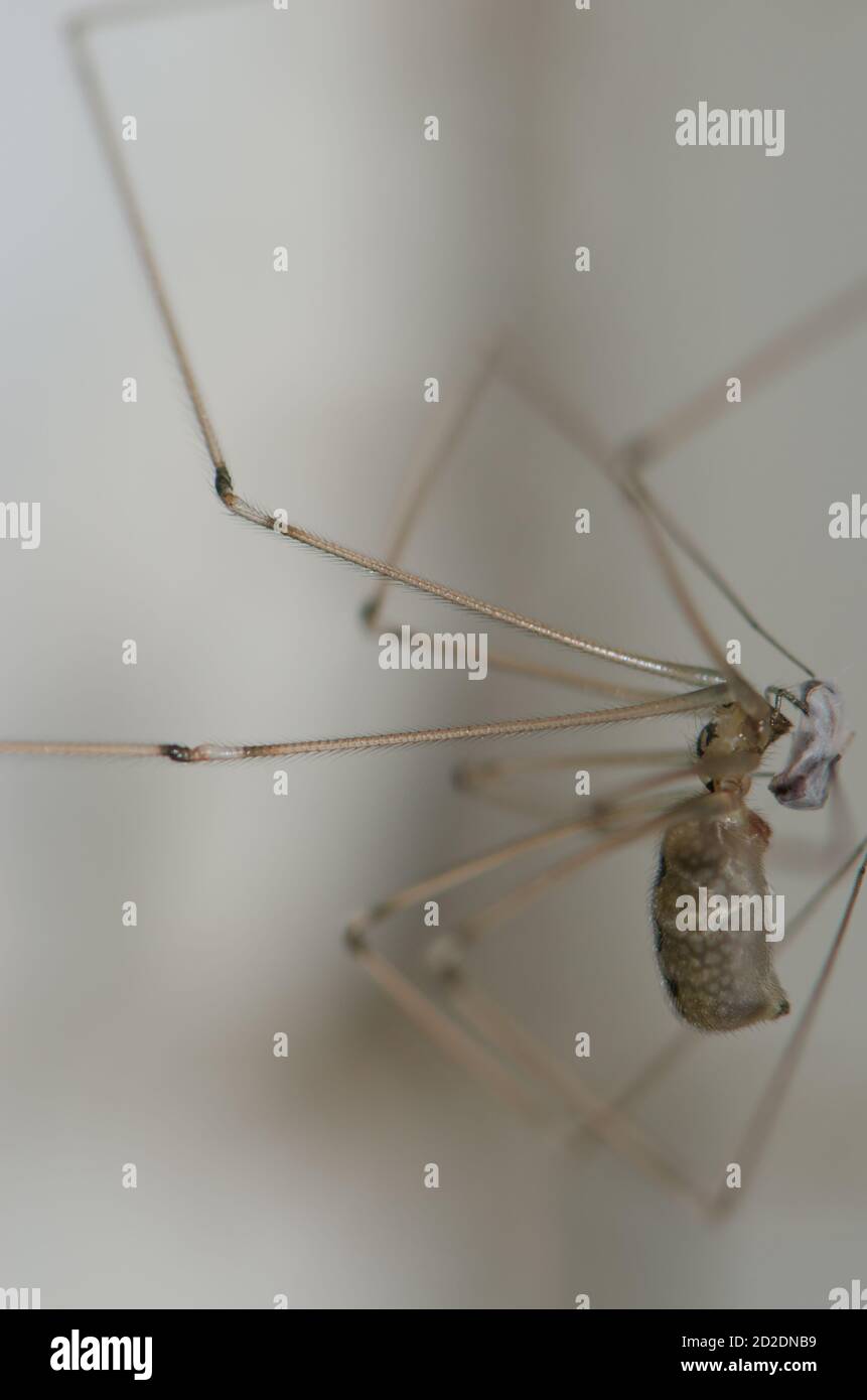 Daddy long-legs spider Pholcus phalangioides with a prey. Cruz de ...