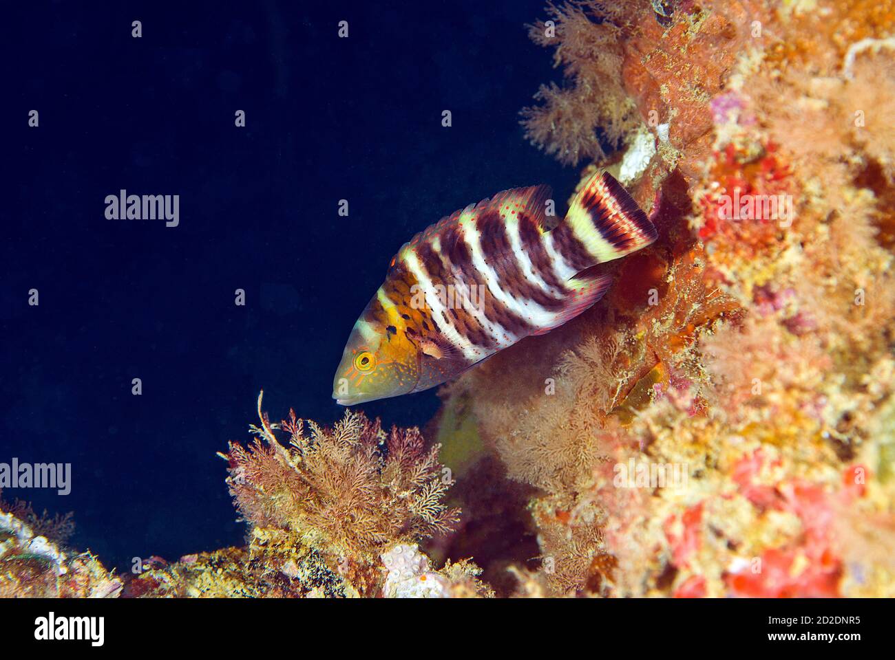 Redbreasted wrasse (Cheilinus fasciatus Stock Photo - Alamy