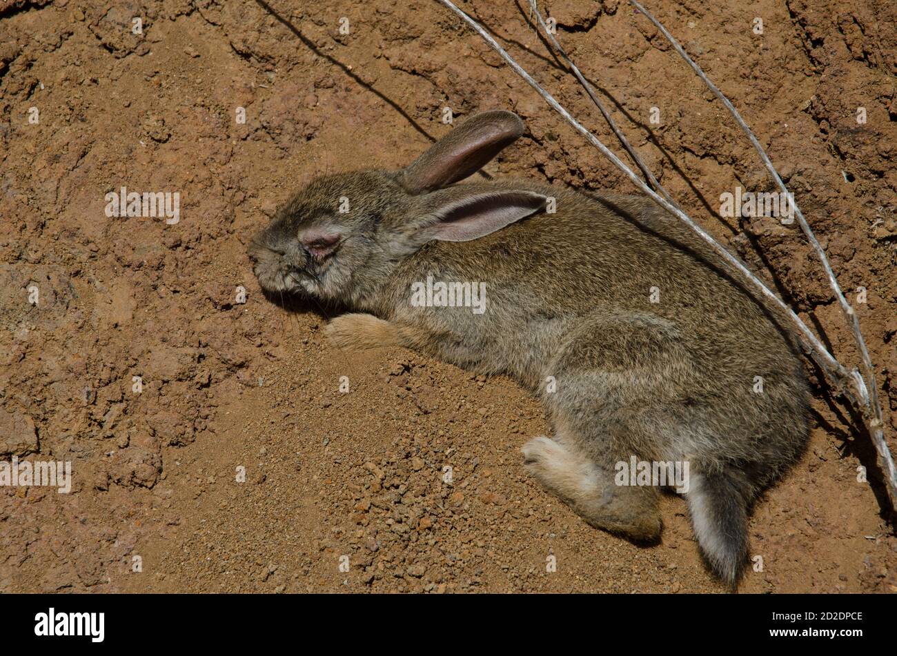 Sick European rabbit Oryctolagus cuniculus. El Juncal. The Nublo Rural ...